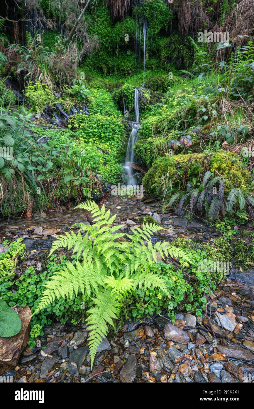 The water runs off the limestone cliffs favoring humid vegetation such ...