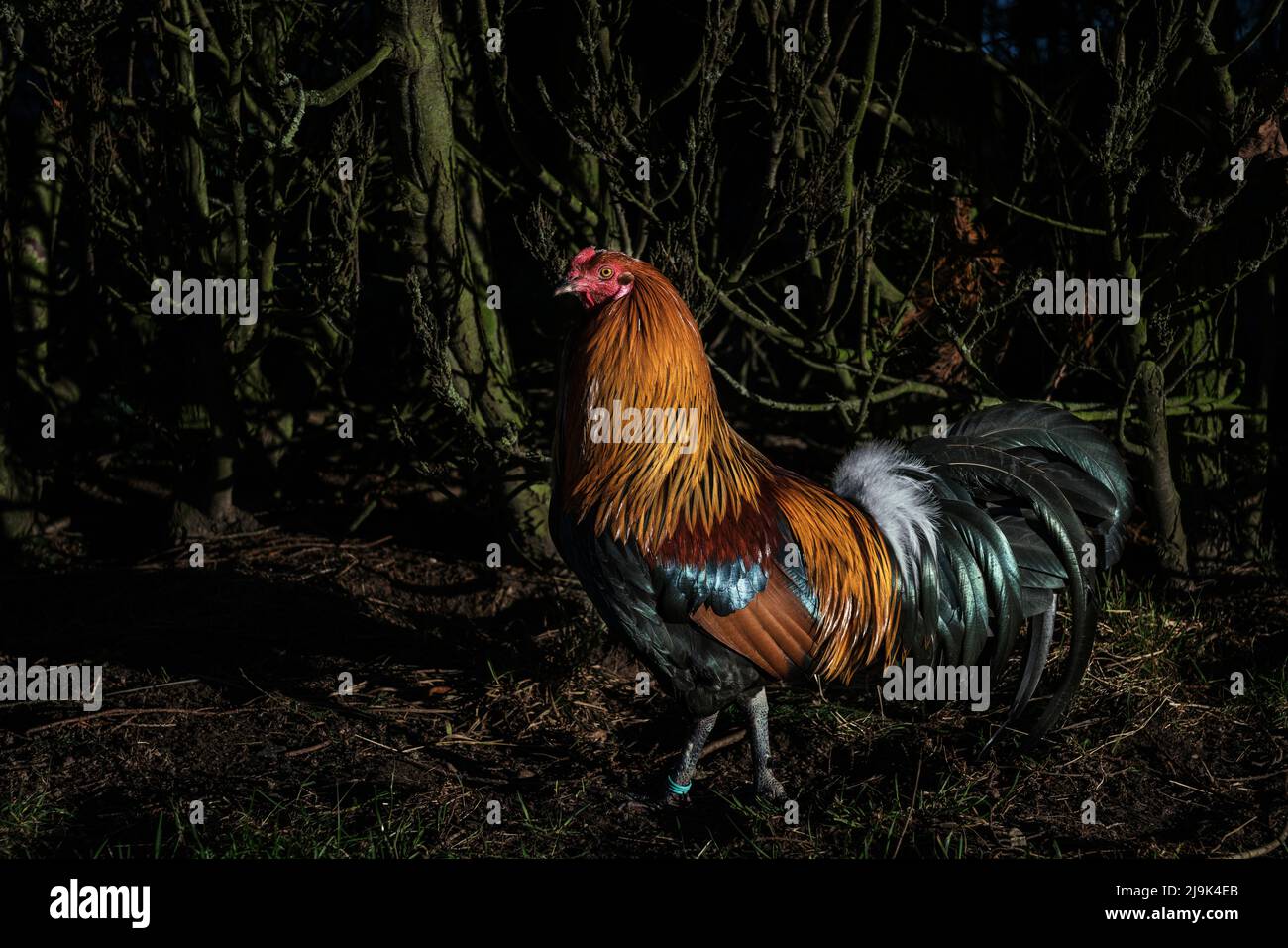 Beautiful rooster hi-res stock photography and images - Alamy