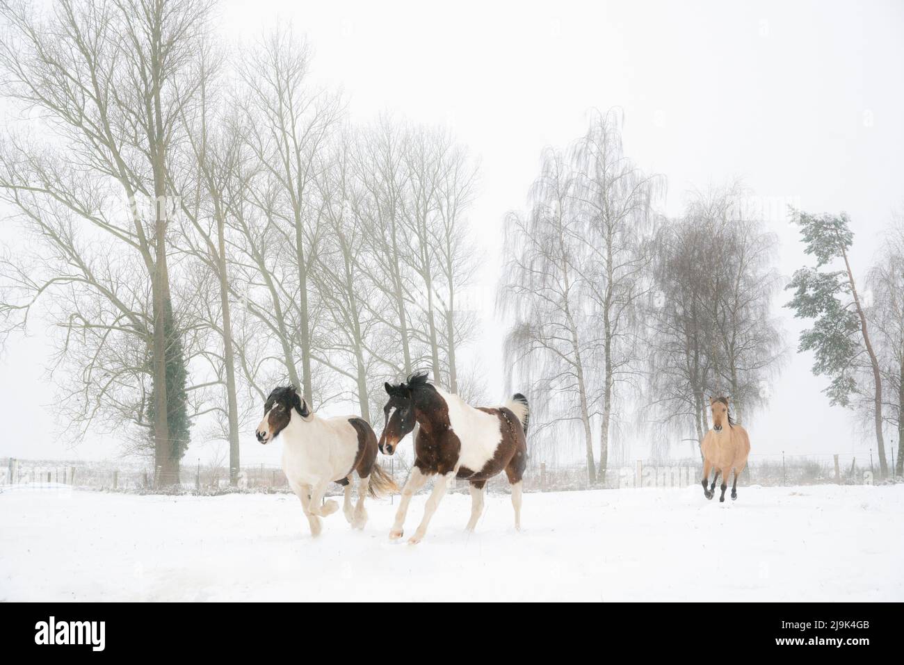 Three horses running in field hi-res stock photography and images - Alamy
