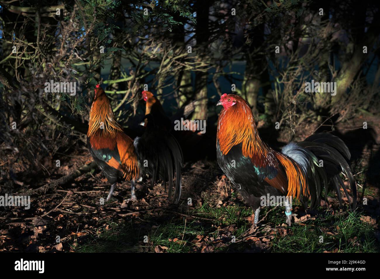 Roosters view hi-res stock photography and images - Alamy