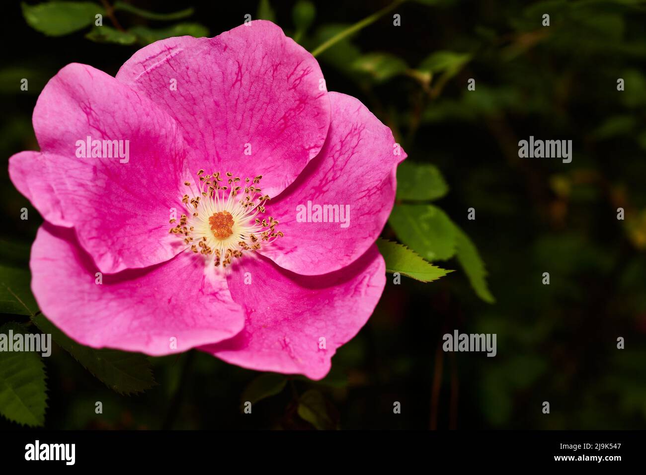 Corymb rose, rosa corymbifera, pink flower Stock Photo - Alamy