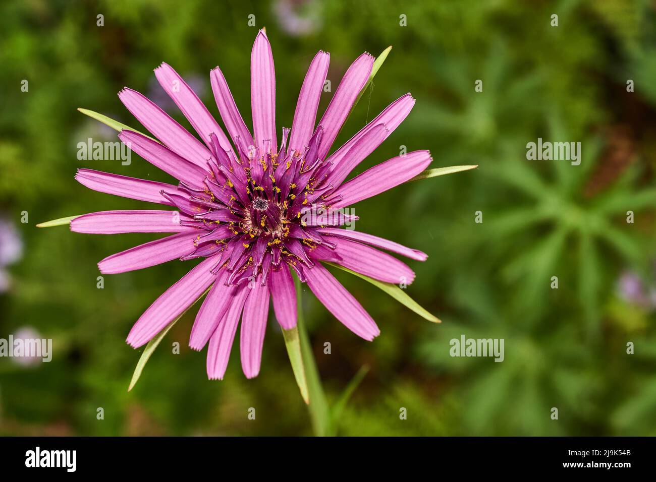 Sensation flower hi-res stock photography and images - Alamy