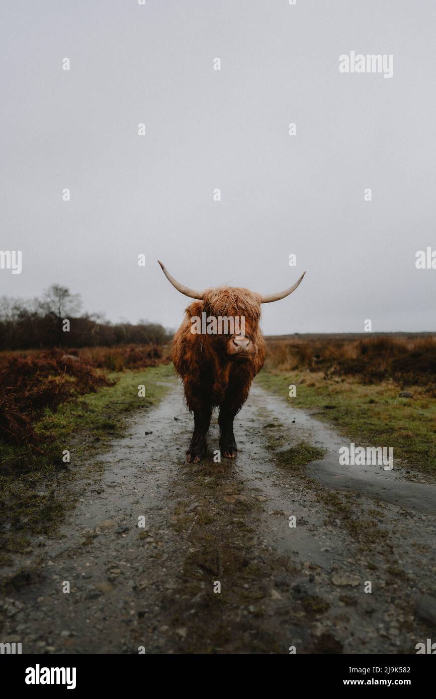 Derbyshire highland cow hi-res stock photography and images - Alamy