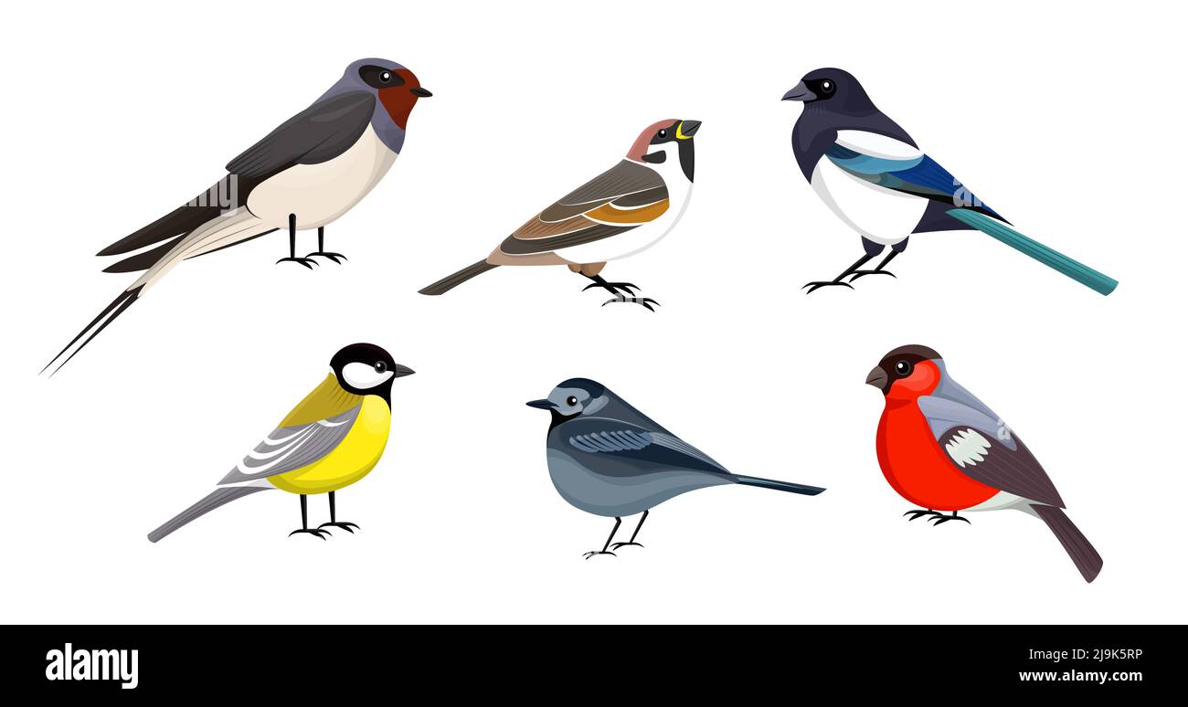 Cute little birds set. Vector illustrations of sitting small animals ...