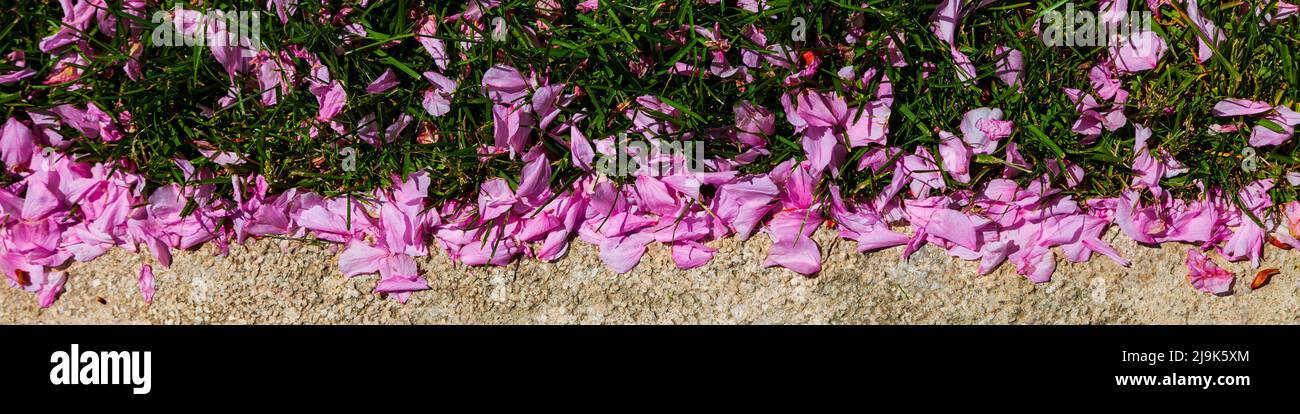 Beautiful natural background. Stone path and lawn with pink sakura ...