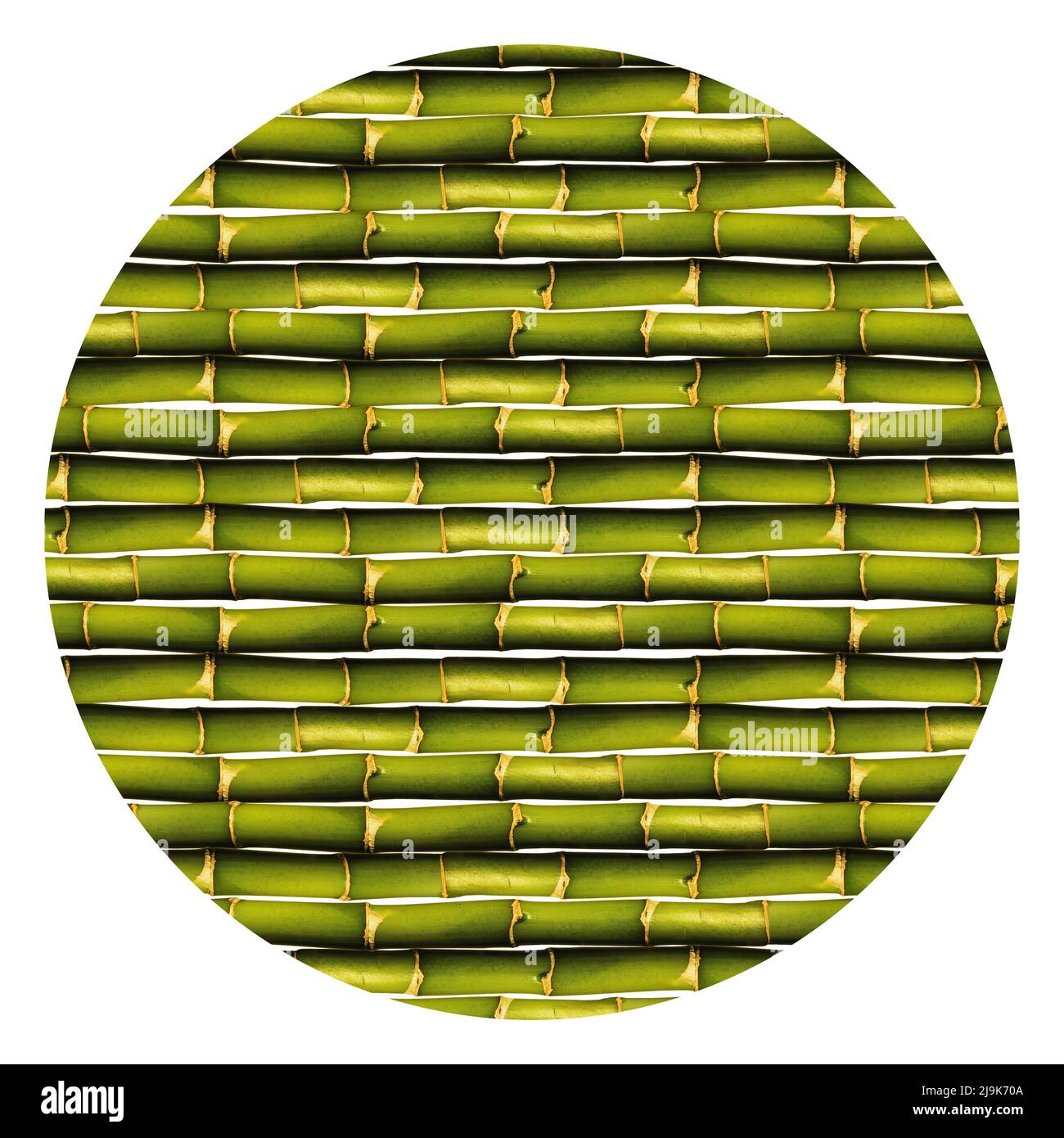 Green bamboo round texture, green bamboo background, isolated on white ...