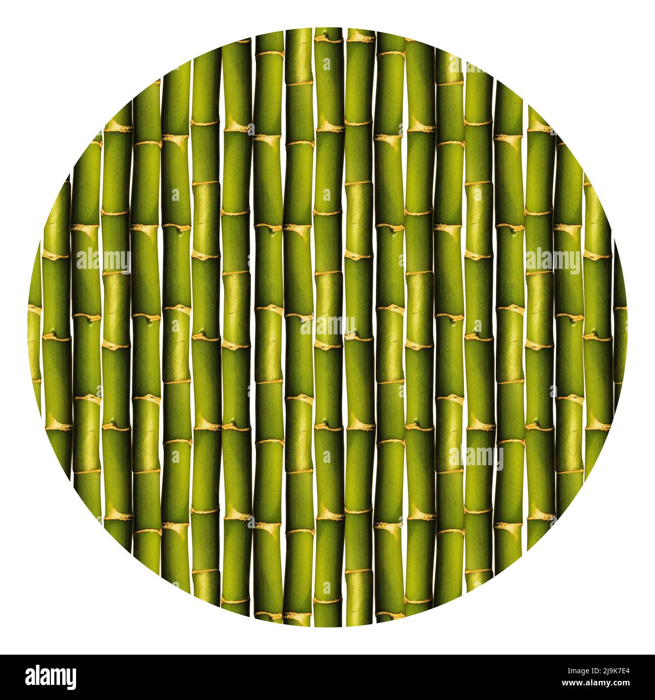 Green bamboo round texture, green bamboo background, isolated on white ...