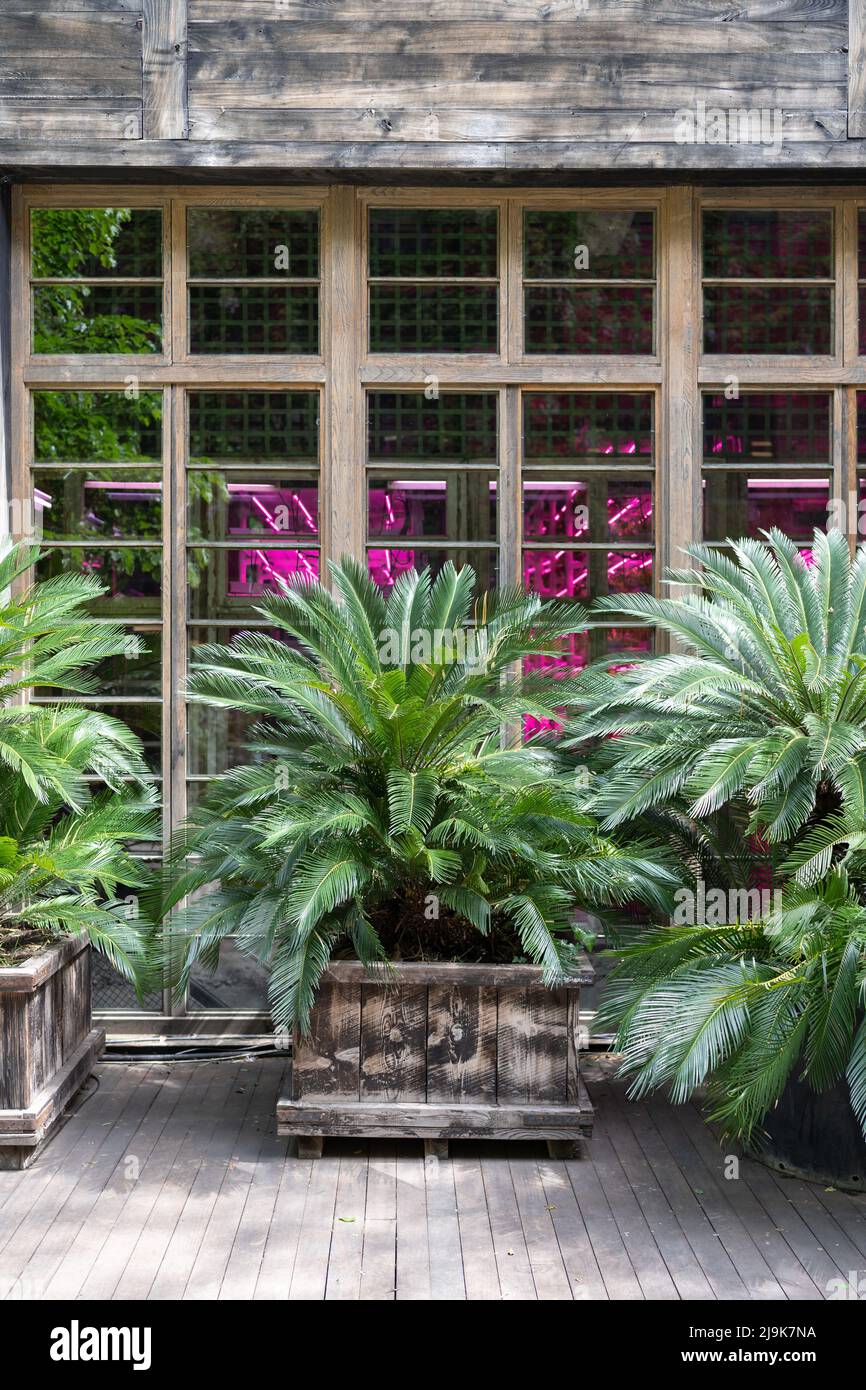 Cycas palm tree in large wooden planter over glass wall of building ...