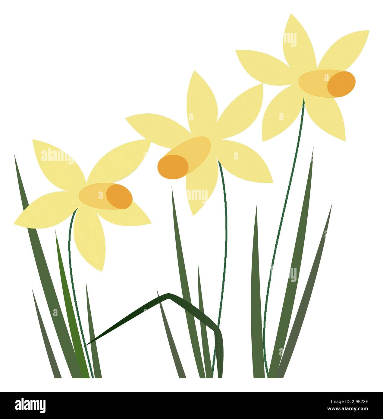 Illustration of three yellow daffodils with leaves on white background ...