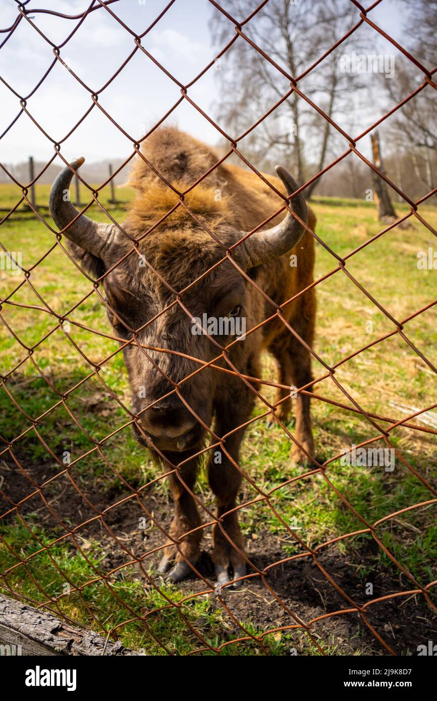 Bison face under fencing paddock. Altai Breeding bison place. The ...