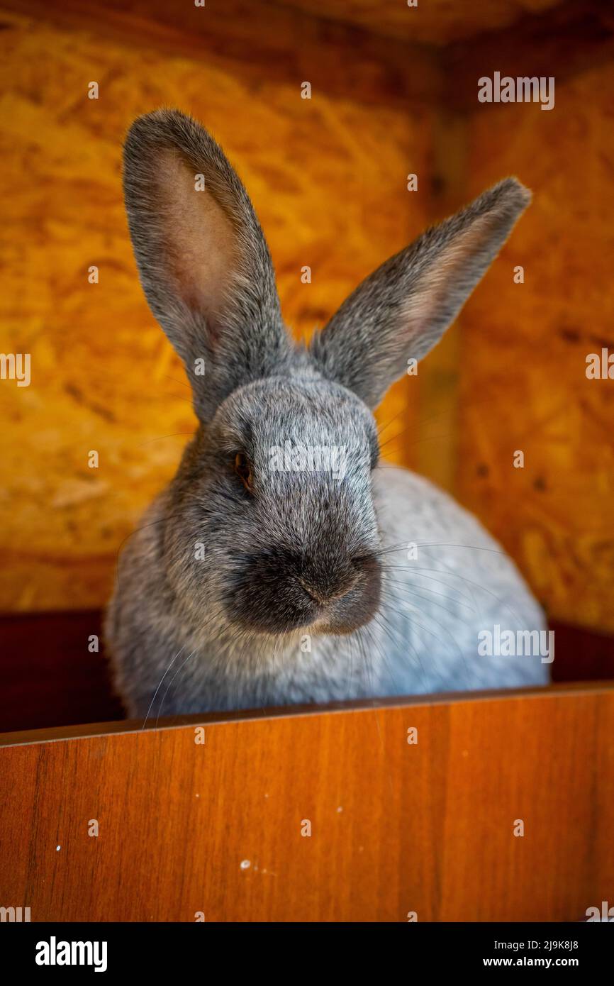 Close up view of gray rabbit in the paddock of farm in Altai, Russia ...