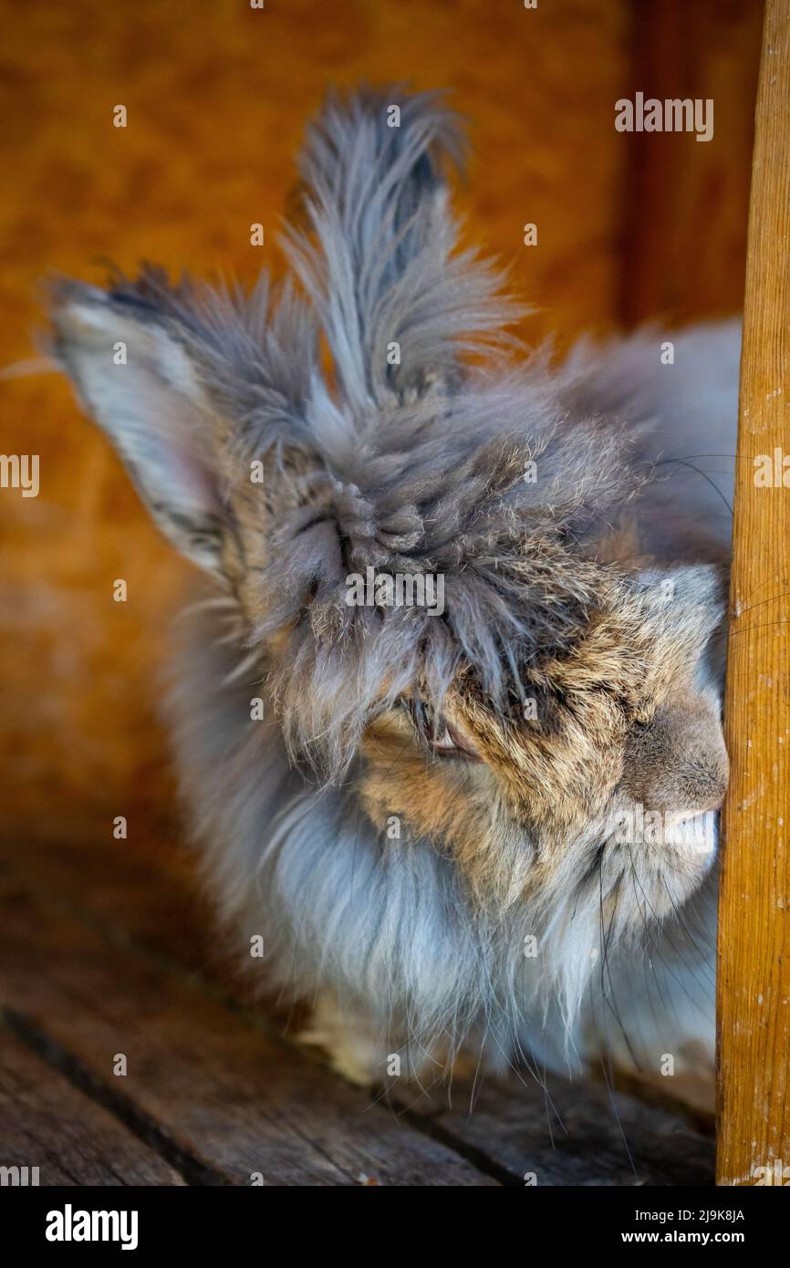 Close up view of gray rabbit in the paddock of farm in Altai, Russia ...
