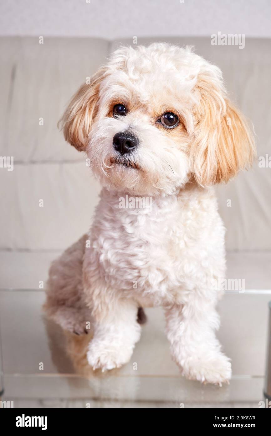 Portrait of a beige Maltipoo puppy stands on a glass table in the room ...