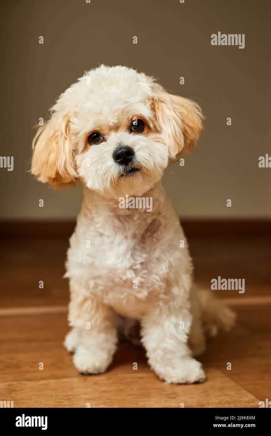 A portrait of beige Maltipoo puppy. Adorable Maltese and Poodle mix ...