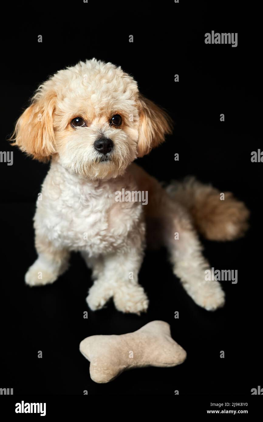 A portrait of beige Maltipoo puppy with a toy bone on a black ...