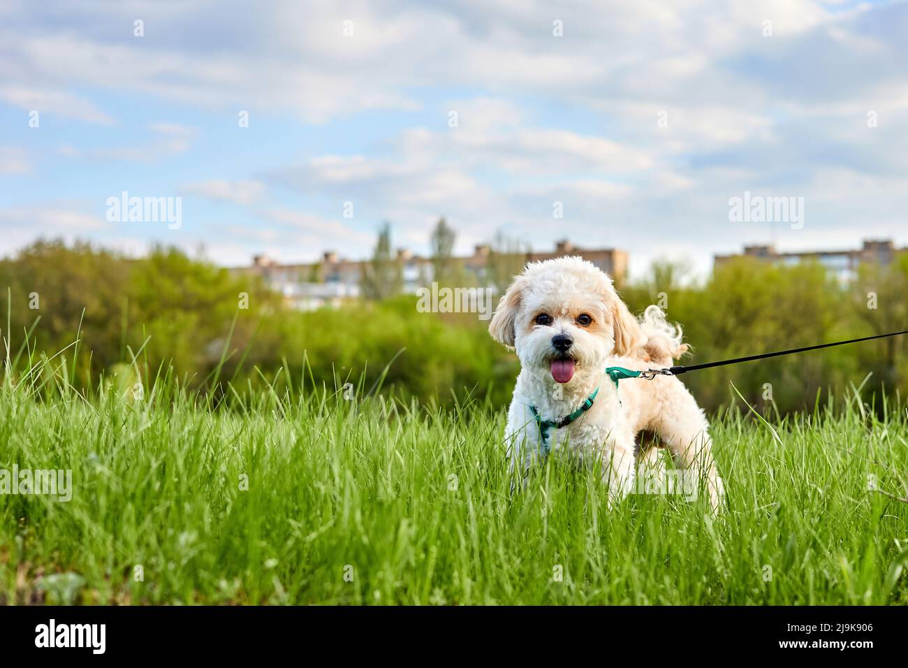 Little maltipoo puppy walking hi-res stock photography and images - Alamy
