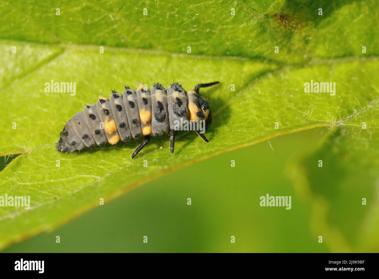 Lady beetle larvae hi-res stock photography and images - Alamy