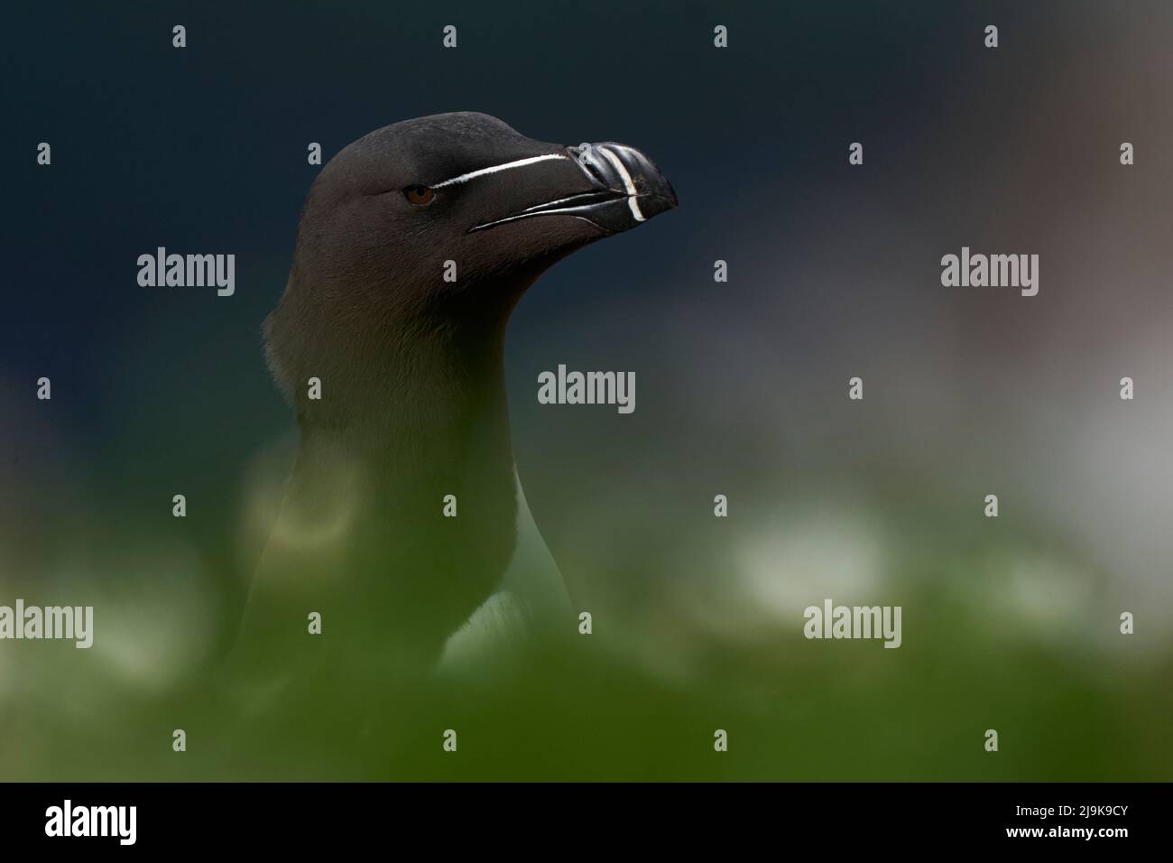Razorbill (Alca torda) on a cliff during the breeding season on Great ...