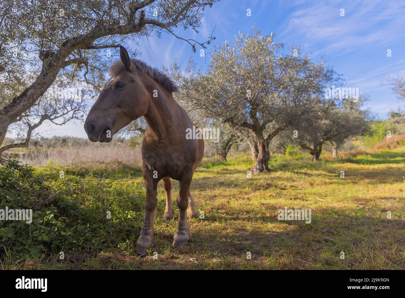 wild horse portrait in natural state outdoors Stock Photo - Alamy