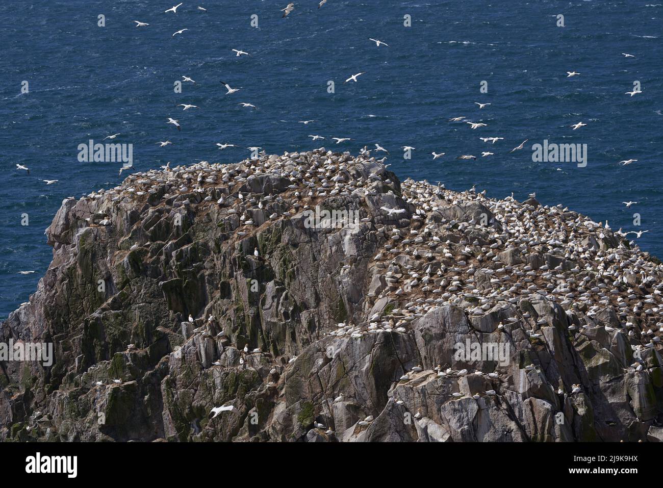 Gannet (Morus bassanus) colony on Great Saltee Island off the coast of ...