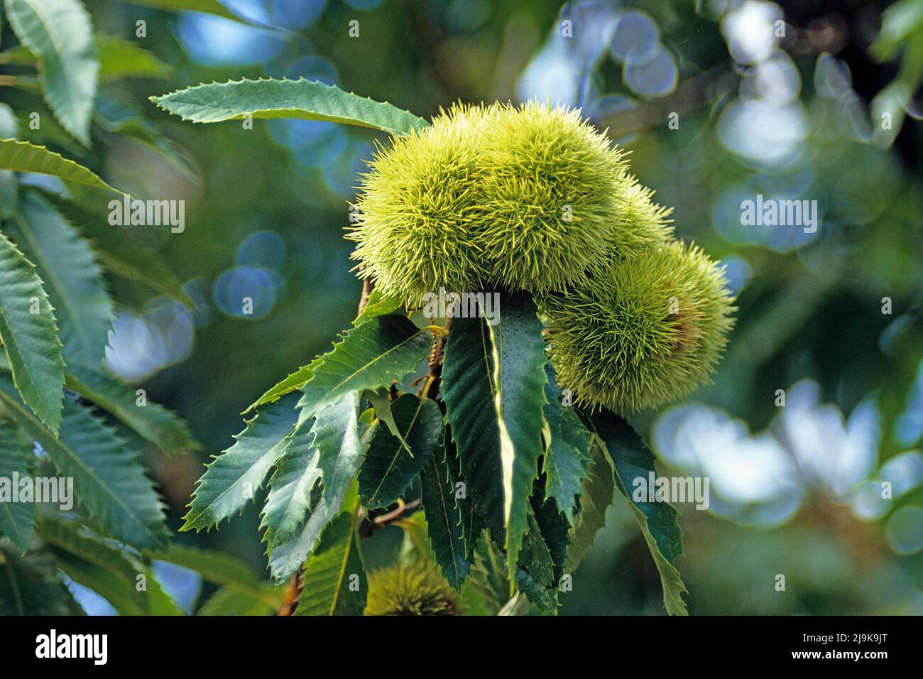 Sweet Chestnut (Castanea sativa), Corsica, France, Mediterranean ...