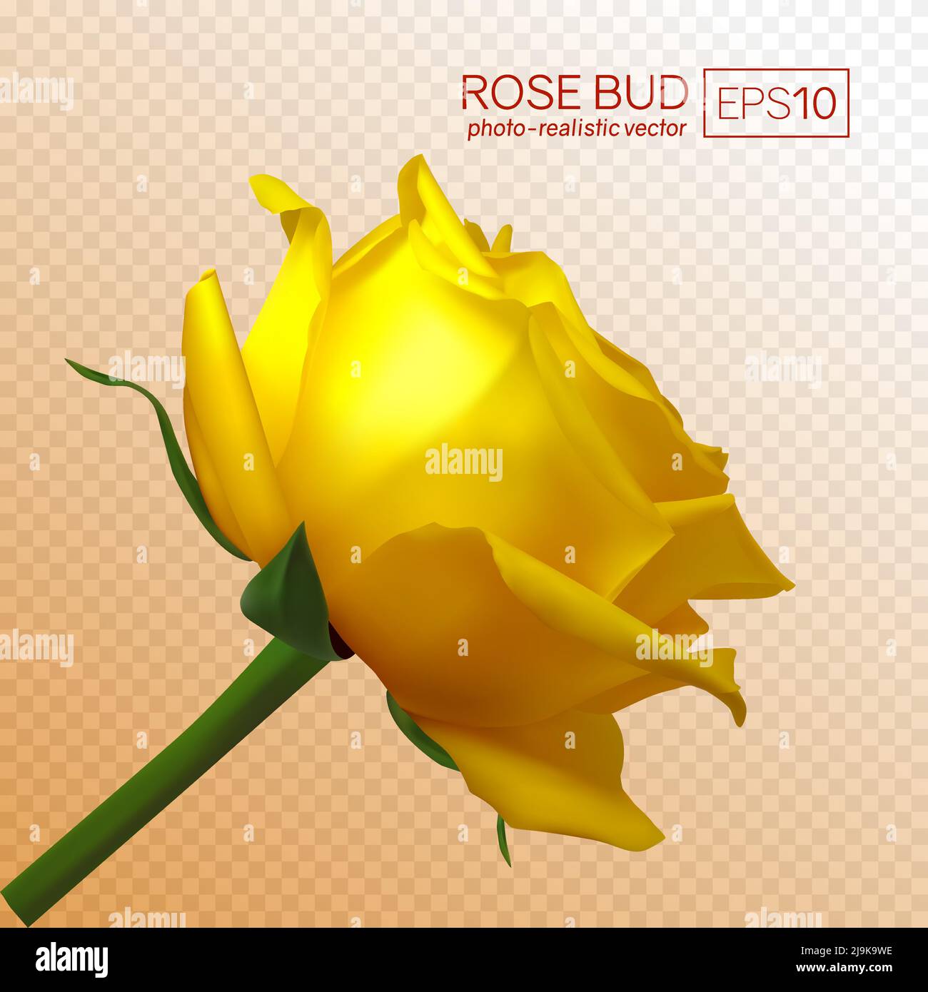 Realistic vector yellow rose on transparent background Stock Vector ...