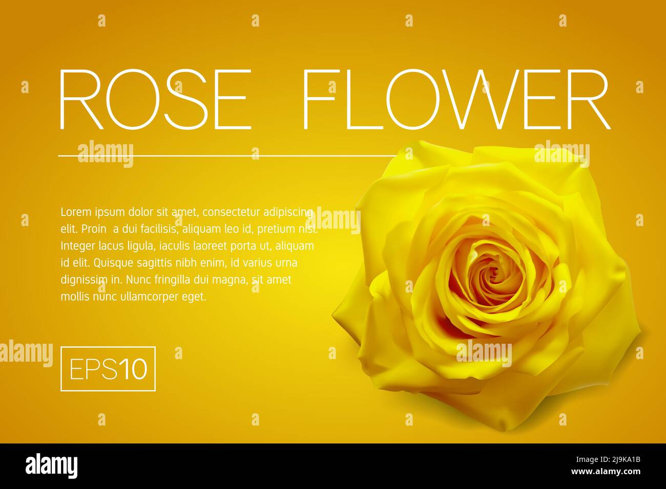 Minimalistic banner with a realistic yellow rose on orange background ...