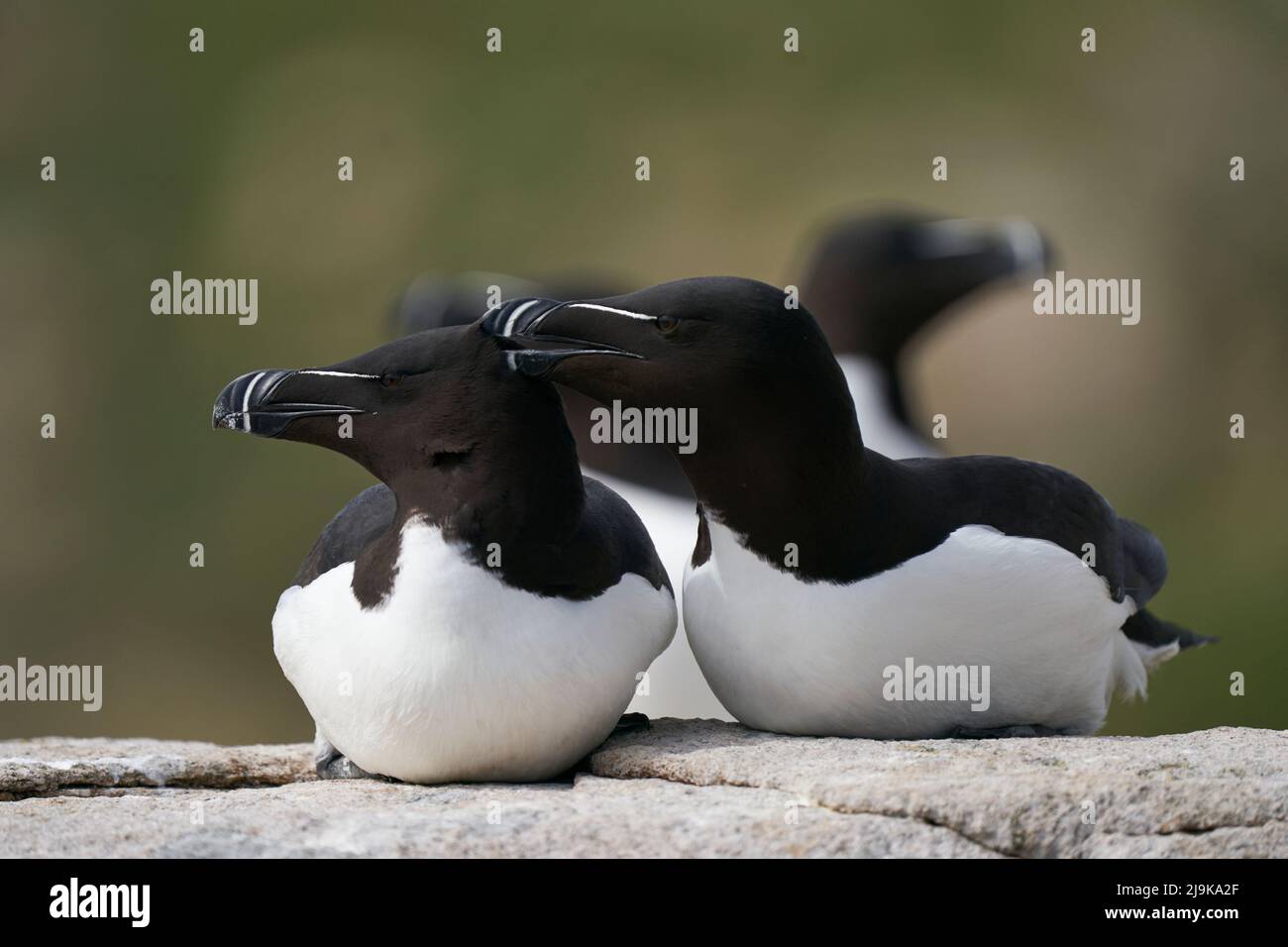 Pair of Razorbill (Alca torda) on a cliff on Great Saltee Island off ...