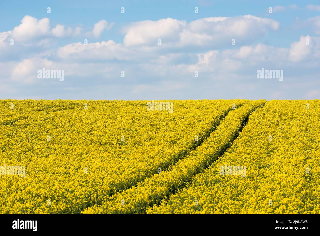 Yellow rapeseed field and picturesque sky with white clouds Stock Photo ...