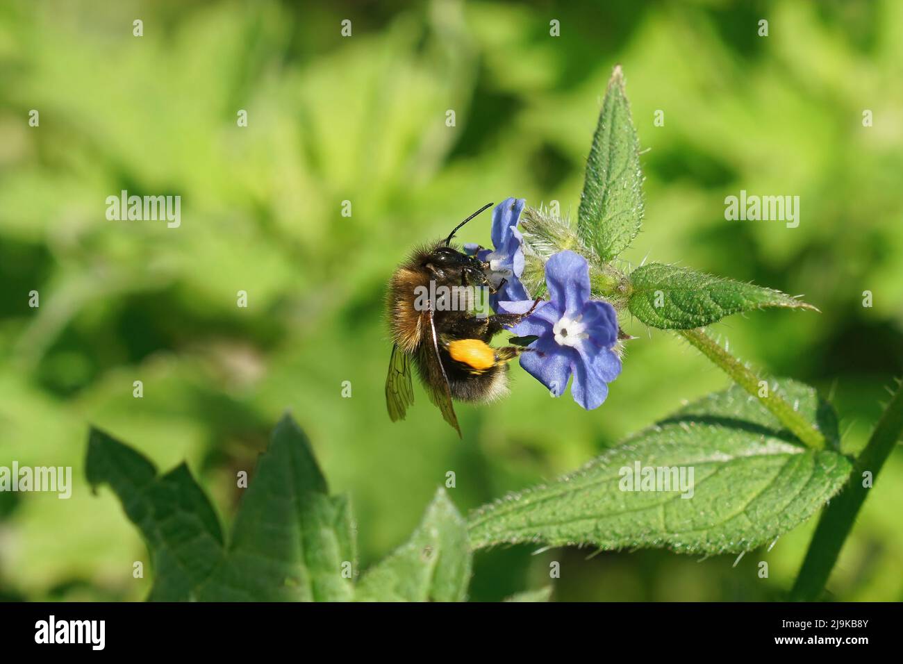 Closeup on a queen tree bumblebee, Bobmus hypnorum, sipping nectar from ...