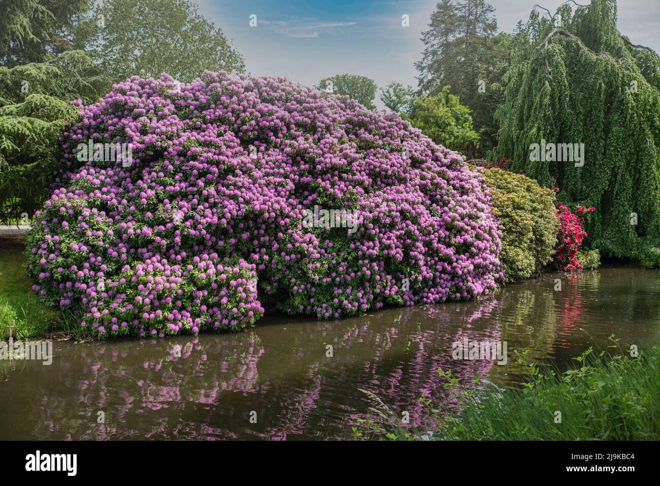 very large purple rhododendron bush with reflection in the water Stock ...