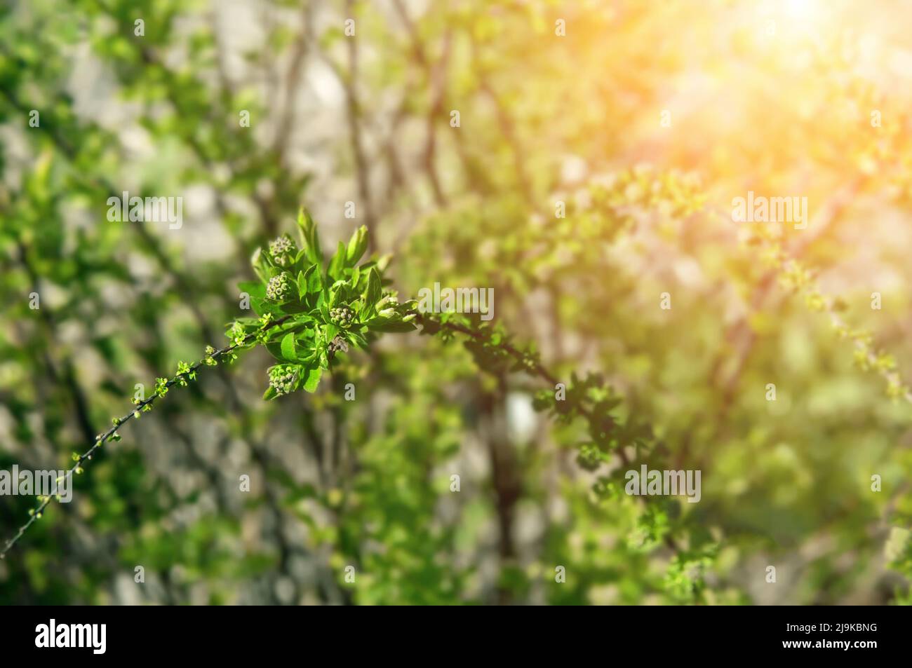 spirea buds on a bright spring morning: floral background. Blooming ...