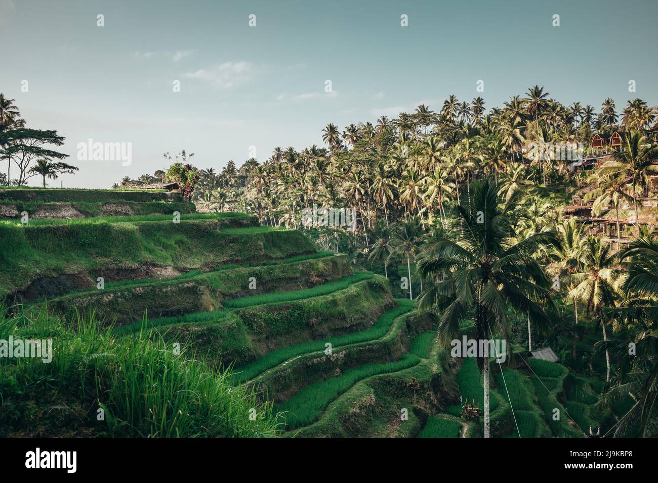 Sunrise landscape panoramic of lush green tegalalang rice terrace ...