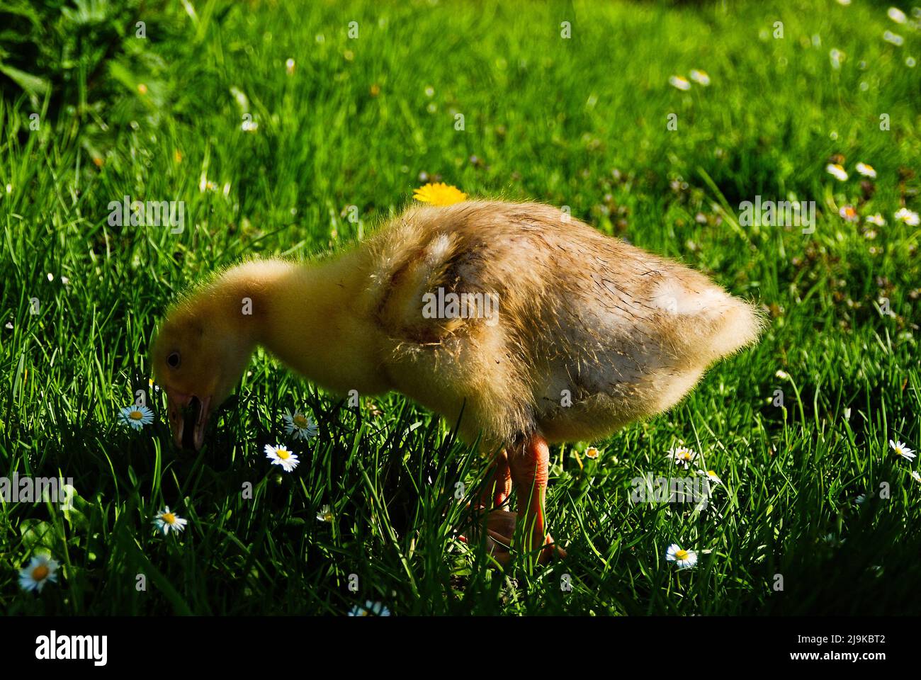 Gosling flower hi-res stock photography and images - Alamy