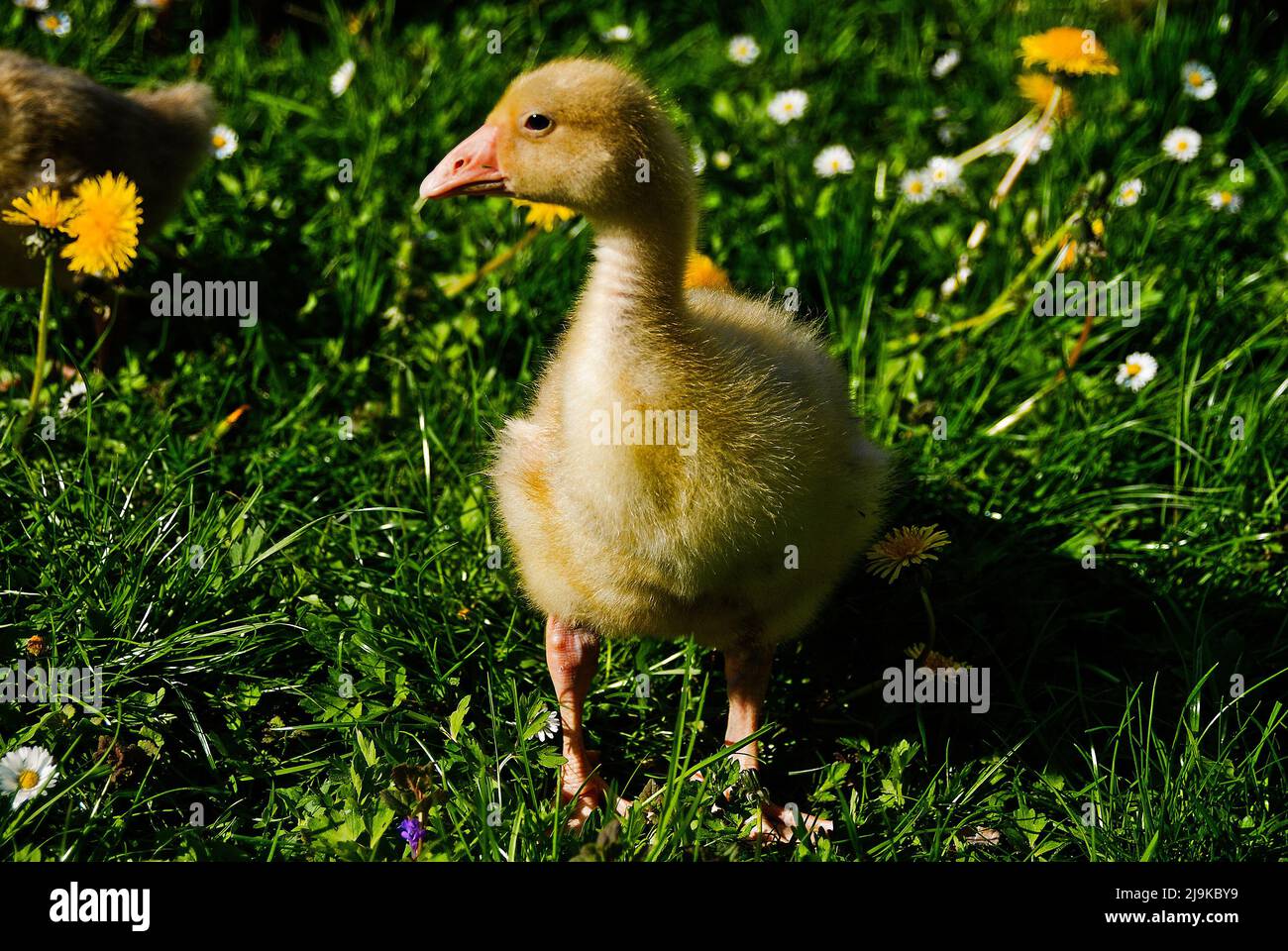 Baby home gosling grazing in pasture on the springs time of year Stock ...
