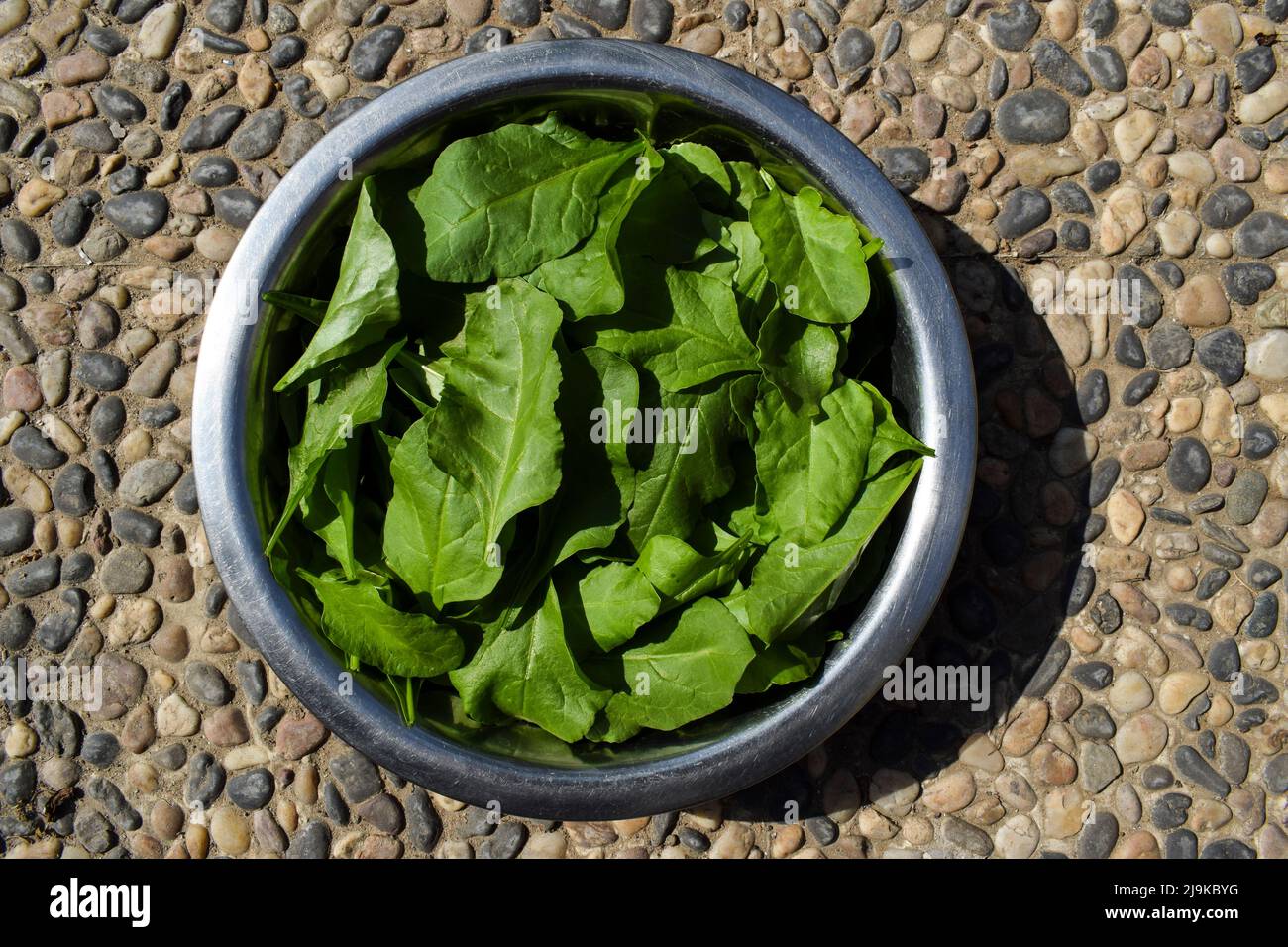 Spinach Green Leafy Vegetable Harvested And Plucked In Vessel Palak
