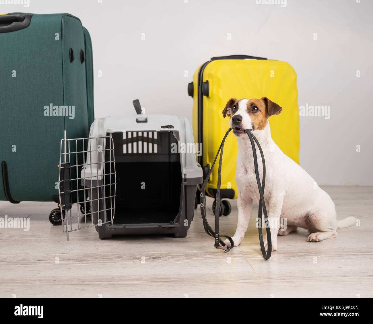 Jack russell terrier dog holding a leash while sitting near suitcases ...