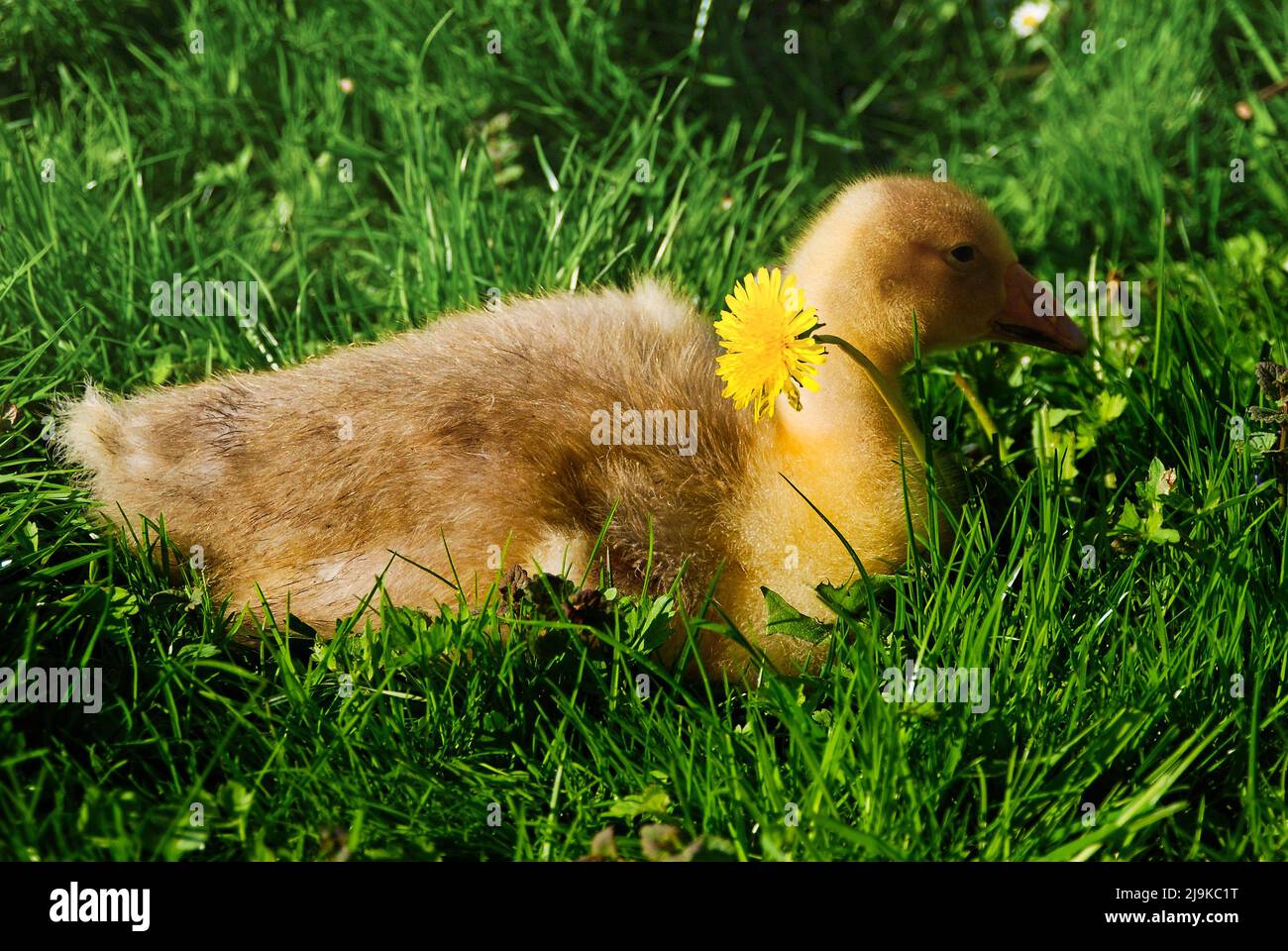 Housata hi-res stock photography and images - Alamy