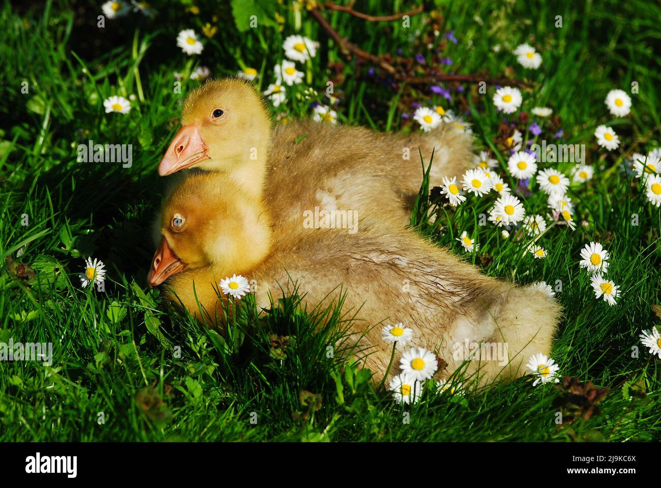 Grassing bird hi-res stock photography and images - Alamy