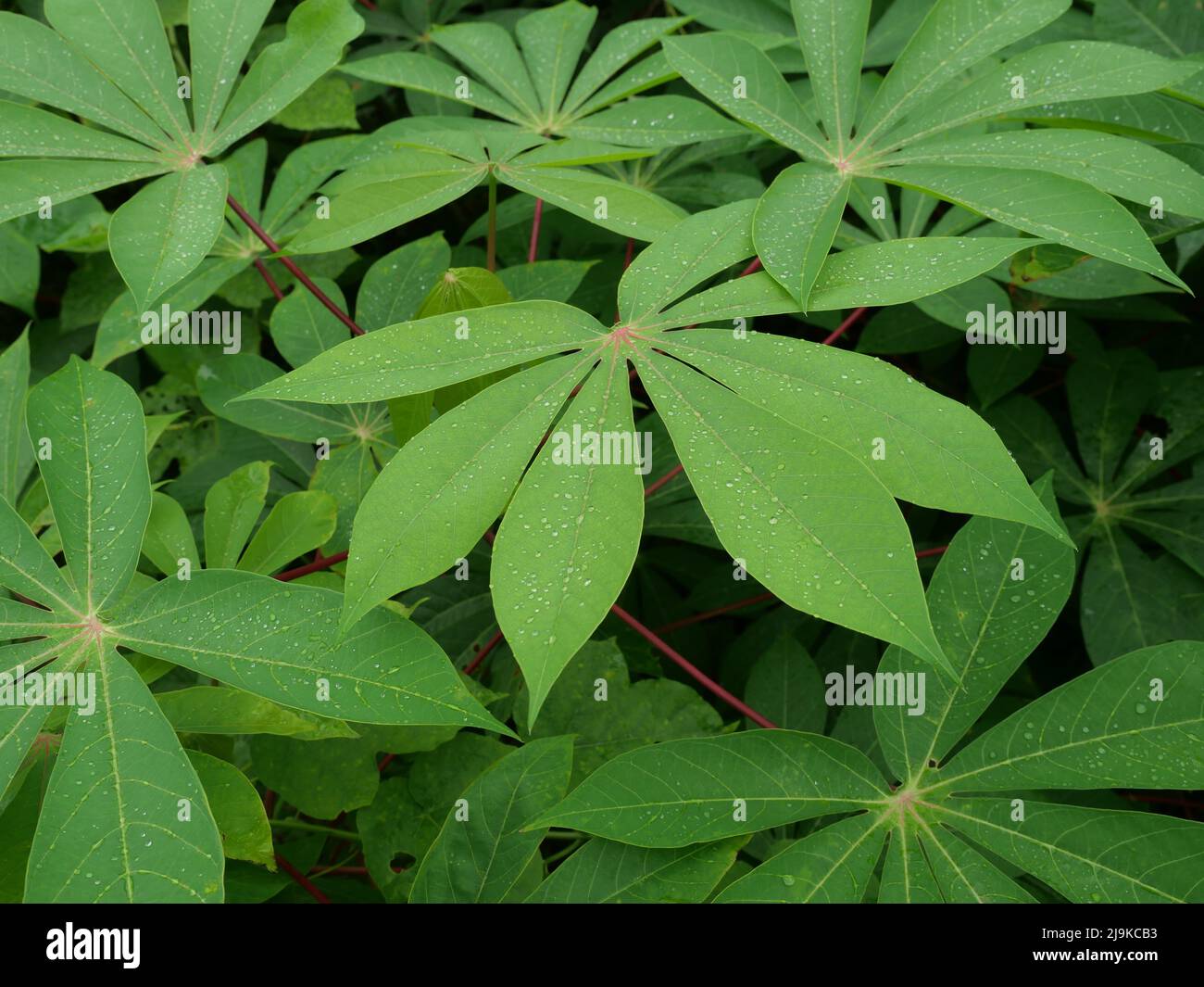 Green leaf bush Bitter Cassava or Manioc plant tree full of water ...