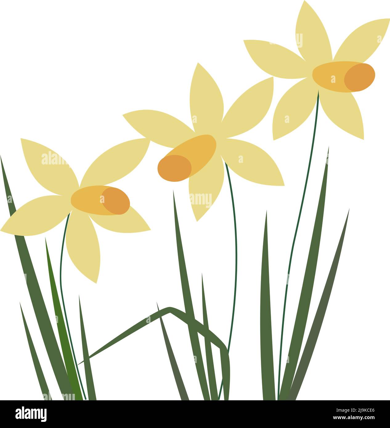 Illustration of three yellow daffodils with leaves on white background ...