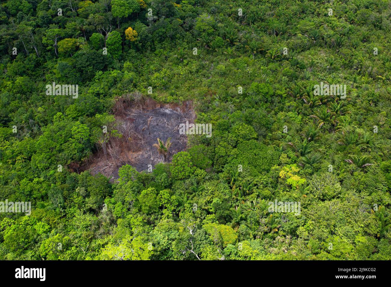 Deforestation of the Amazon rainforest. Patch of forest burnt to the ...