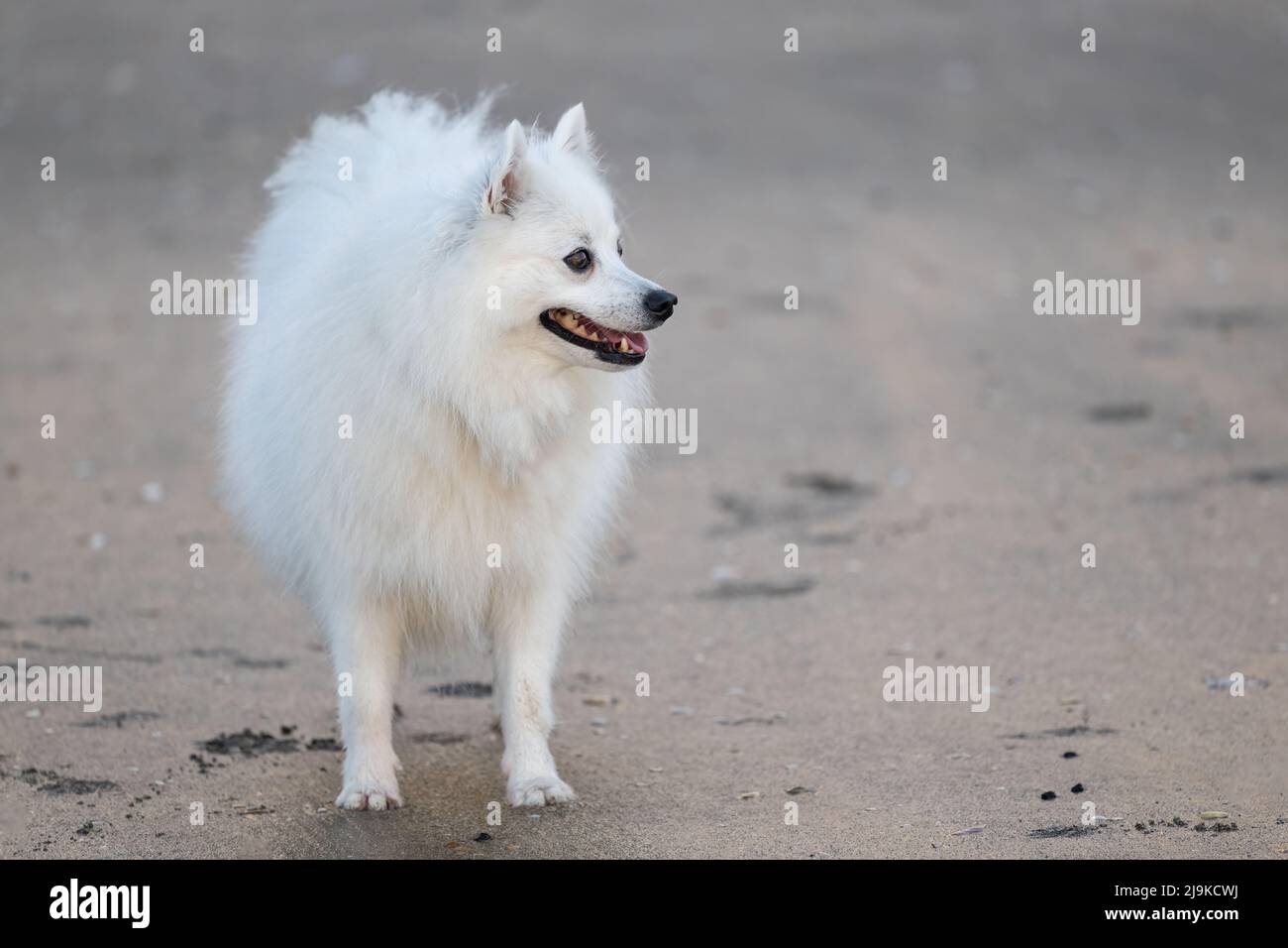 A white Japanese spitz dog playing on a sandy beach Stock Photo - Alamy