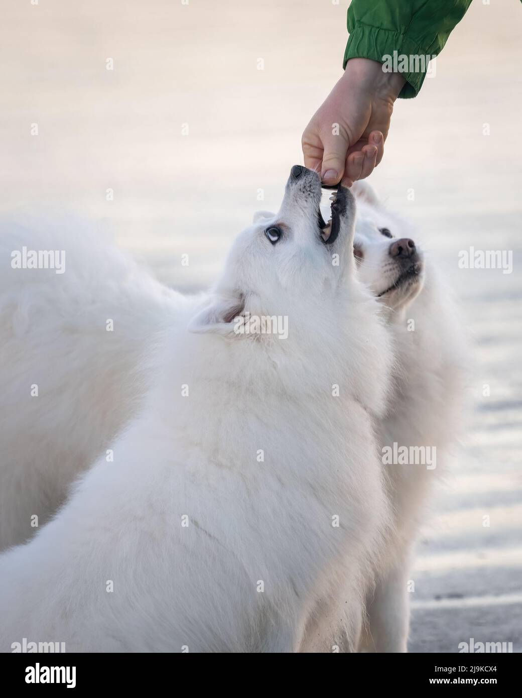 The hand of the owner feeding white Japanese spitz dogs. Vertical ...