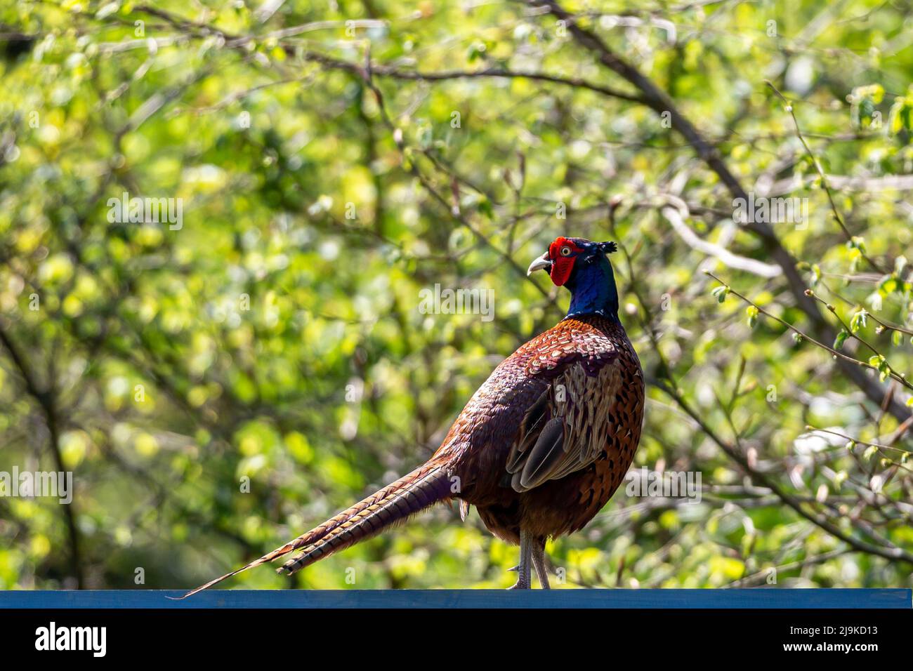 A pheasant standing surrounded by green foliage Stock Photo - Alamy