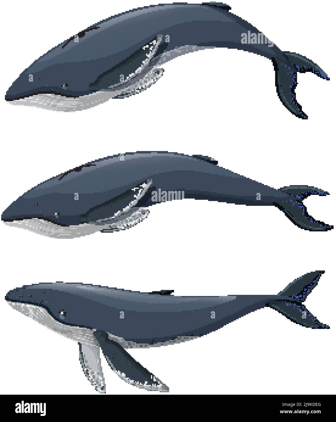 Set of humpback whale cartoon on white background illustration Stock ...