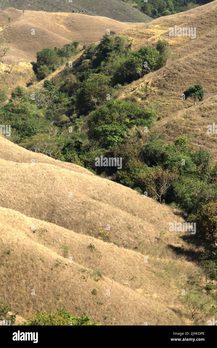 Dense vegetation in a narrow valley, in the middle of dry grassland on ...