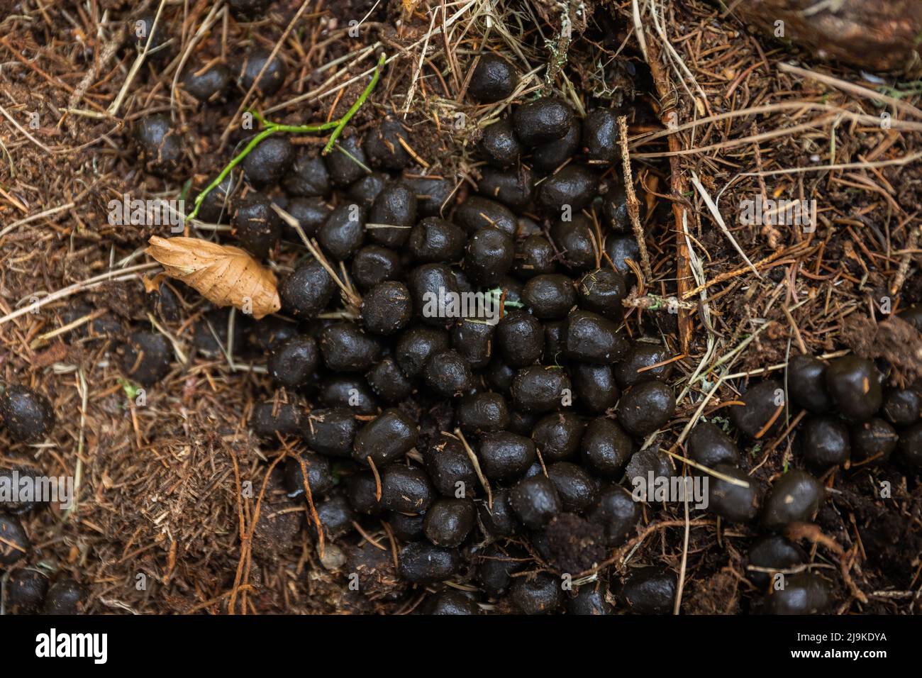 Fresh droppings of red deer lying on the ground in a forest from top ...