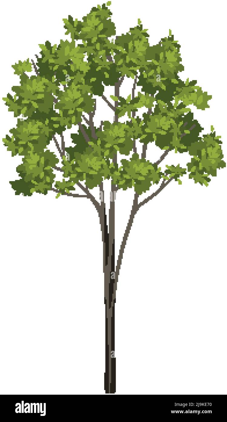 Isolated tree on white background illustration Stock Vector Image & Art ...