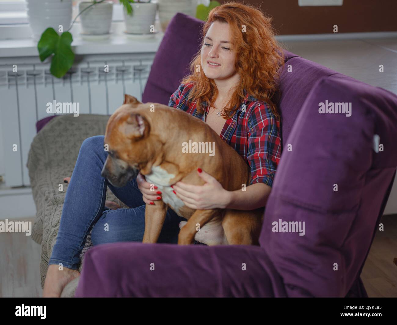 Happy woman petting her merican staffordshire terrier on couch at home ...